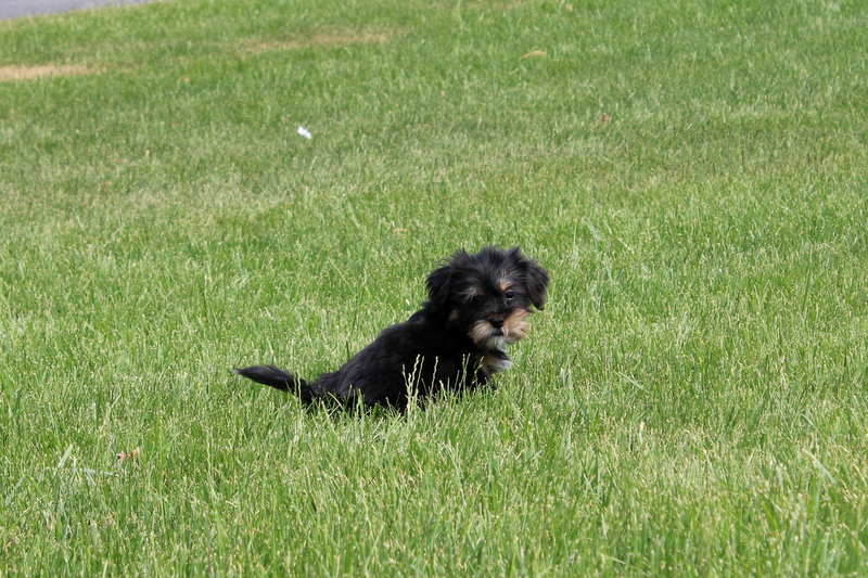 Matthew B. Stoltzfus Dog Breeder : Available Puppies