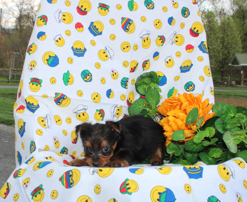 Matthew B. Stoltzfus Dog Breeder : Available Puppies