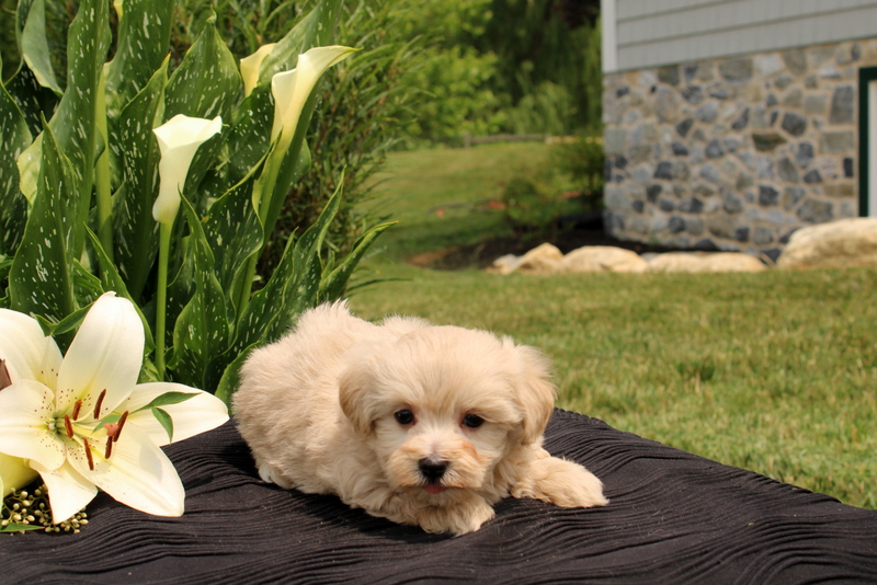 Matthew B. Stoltzfus Dog Breeder : Available Puppies