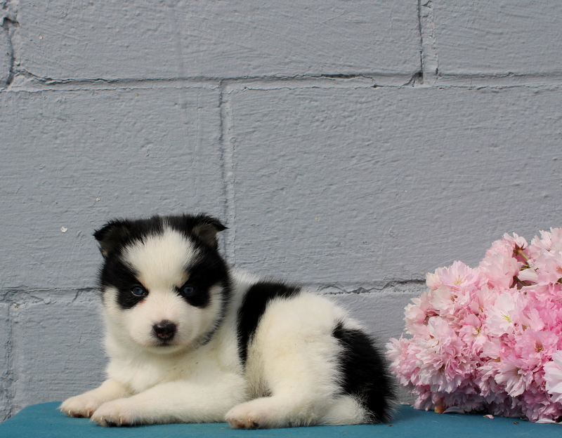 Matthew B. Stoltzfus Dog Breeder : Available Puppies