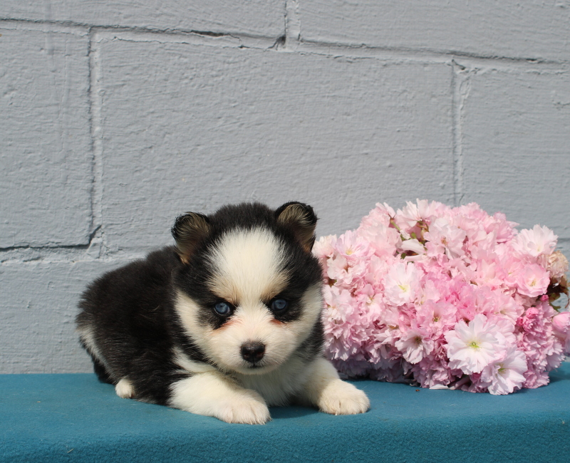 Matthew B. Stoltzfus Dog Breeder : Available Puppies