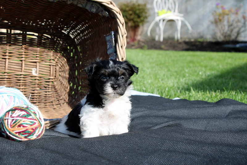 Matthew B. Stoltzfus Dog Breeder : Available Puppies
