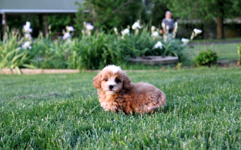 Matthew B. Stoltzfus Dog Breeder : Available Puppies