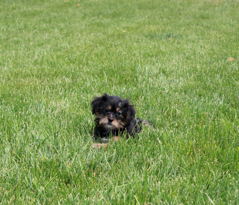 Matthew B. Stoltzfus Dog Breeder : Available Puppies