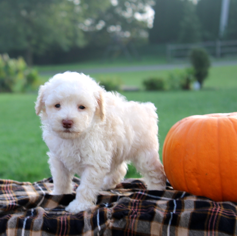 Matthew B. Stoltzfus